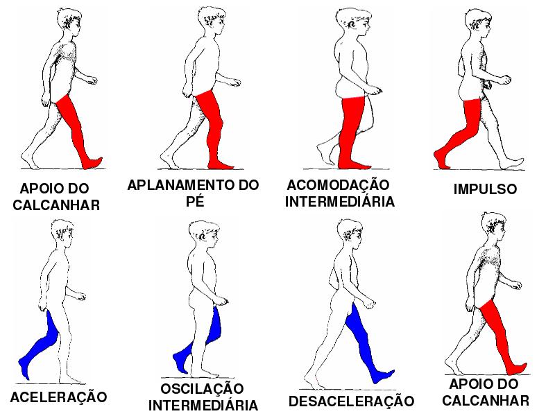 Biomecanica De La Marcha