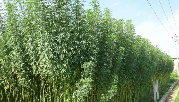 Tanaman kenaf diperluas di Melaka