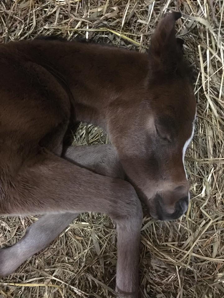 Kaliph MH | Northwind Arabian