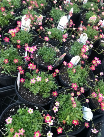 Rockfoil (Saxifraga) | Wayne's Greenhouses