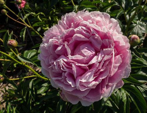 Peony | Wayne's Greenhouses