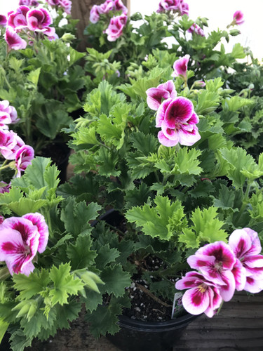 Regal Geranium | Wayne's Greenhouses