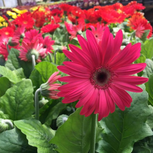 Gerbara Daisy | Wayne's Greenhouses