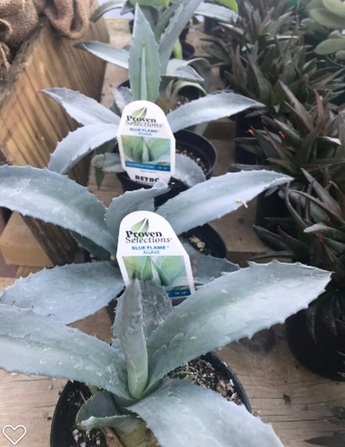 Blue Agave | Wayne's Greenhouses