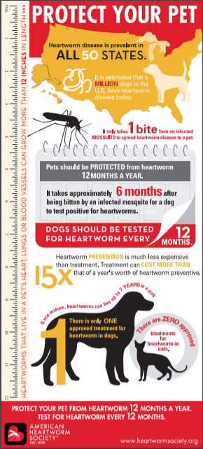 Heartworm Disease