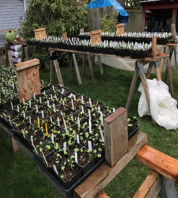 Ballard Sprouts gives to Seattle's Giving Garden Network