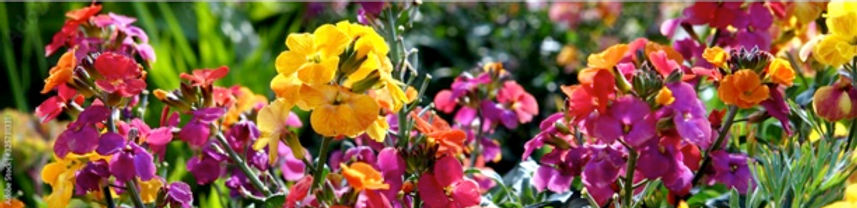 The Meaning of Gillyflower | GillyflowerQC