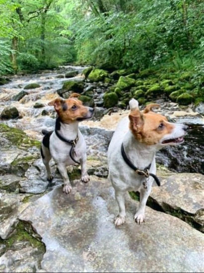 Our Dogs | House of Jacks