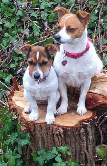 Our Dogs | House of Jacks