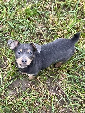 Our Dogs | House of Jacks