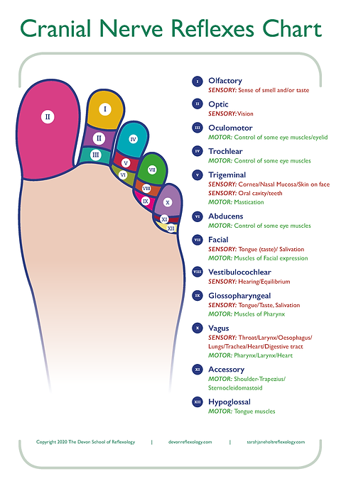 Reflex Areas Of The Cranial Nerves Elements Of Biology, With Special