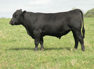 Registered Angus Cattle | J Bar Angus | Hallettsville, Texas