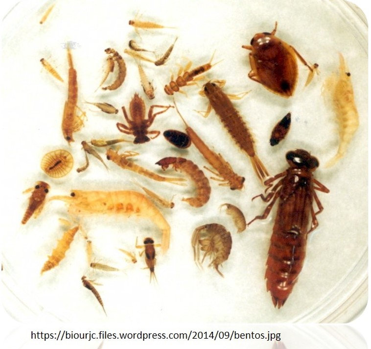 Biomonitoramento: Como medir um impacto ambiental?