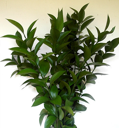 Ruscus | Stellar Farms