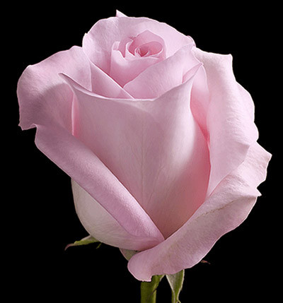 Sweet Akito | Stellar Farms