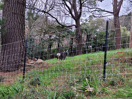 Design Options | Yarra Valley Rural Fencing