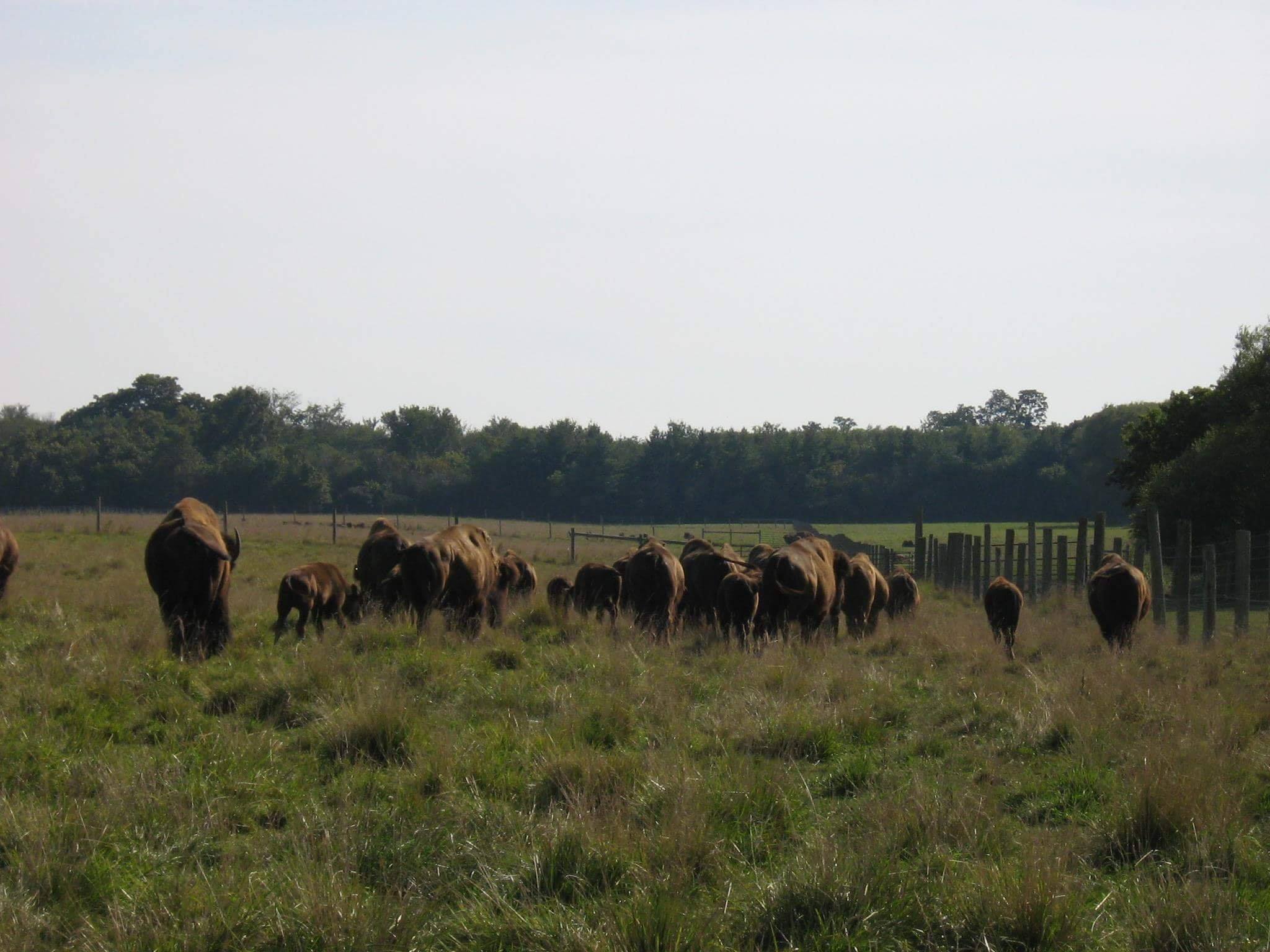 Bison Meat | Ontario | Blanbrook Bison Farm