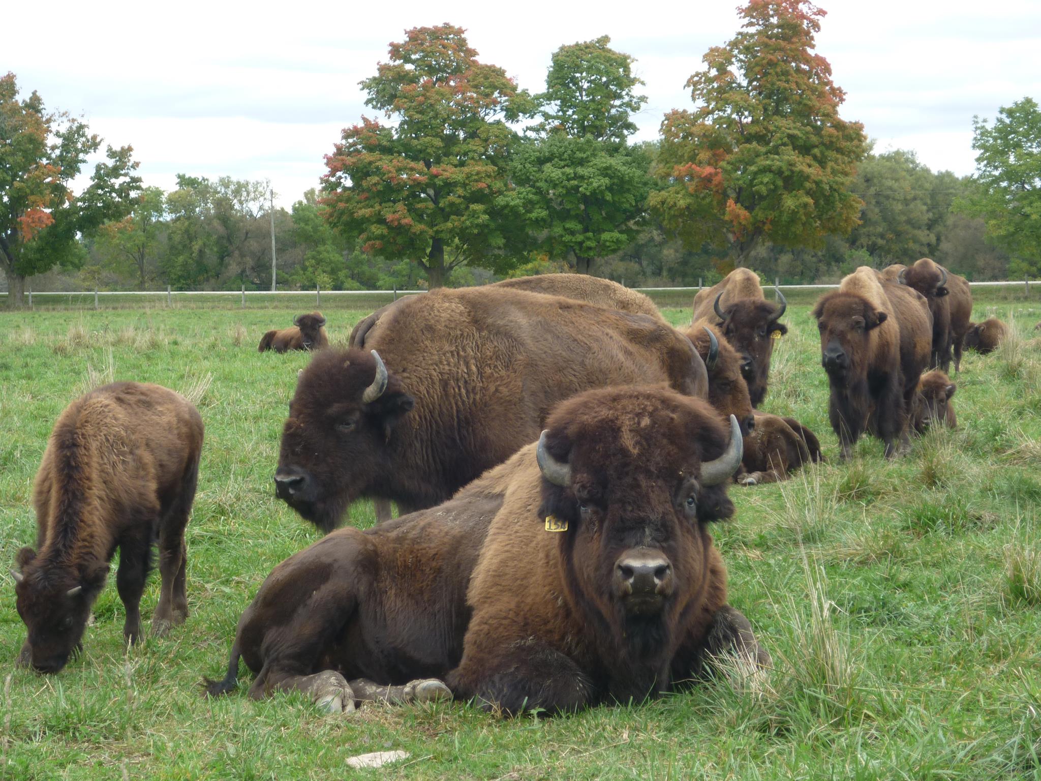 Bison Meat | Ontario | Blanbrook Bison Farm