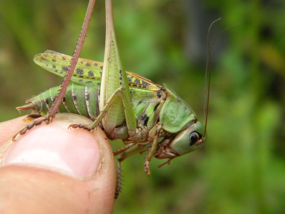 Un insecte rare observé en Lot-et-Garonne