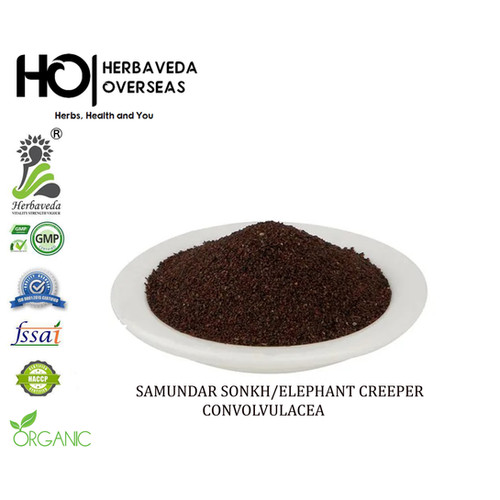 SAMUNDAR SONKH/ELEPHANT CREEPER CONVOLVULACEAE | HERBAVEDA OVERSEAS