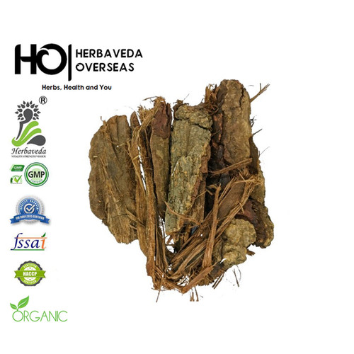 Ashok Chaal - Indian Willow - Saraca Indica | HERBAVEDA OVERSEAS