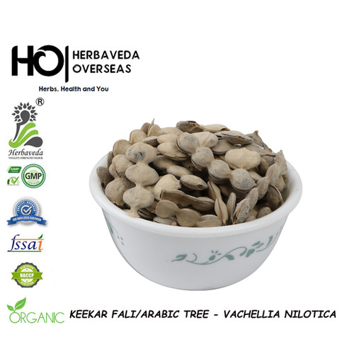 Keekar Fali - Arabic Tree - Babool Fali - Vachellia Nilotica ...
