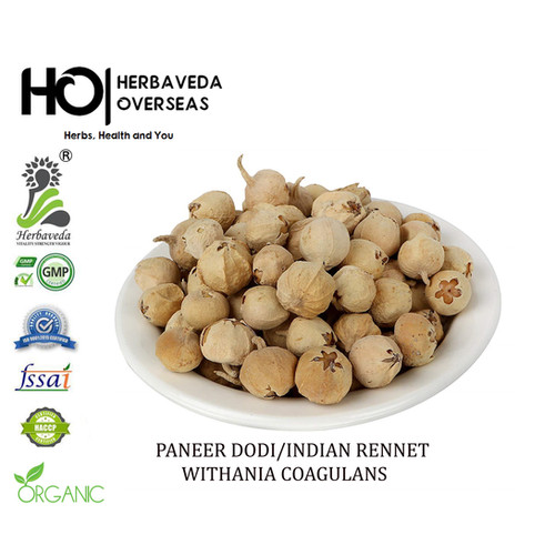 PANEER DODI/INDIAN RENNET - WITHANIA COAGULANS | HERBAVEDA OVERSEAS