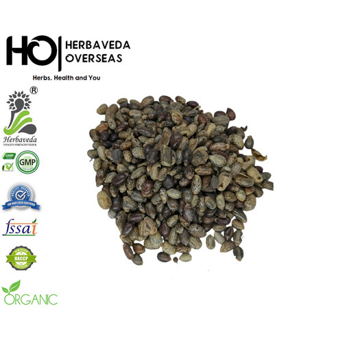 Arandi Seeds - Andu Beej - Castor Seeds - Ricinus Communis | HERBAVEDA ...