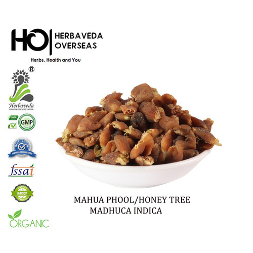 MAHUA PHOOL/HONEY TREE - MADHUCA INDICA | HERBAVEDA OVERSEAS