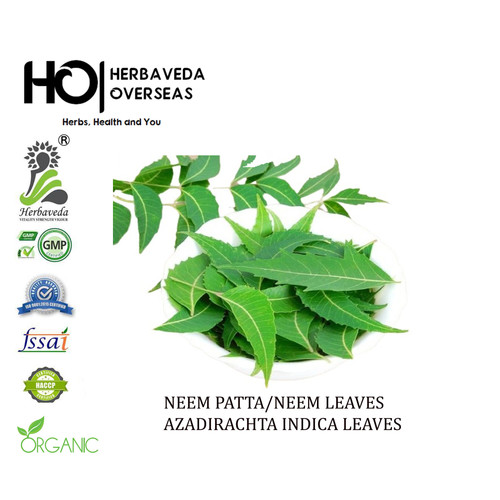 NEEM PATTA/NEEM LEAVES - AZADIRACHTA INDICA LEAVES | HERBAVEDA OVERSEAS