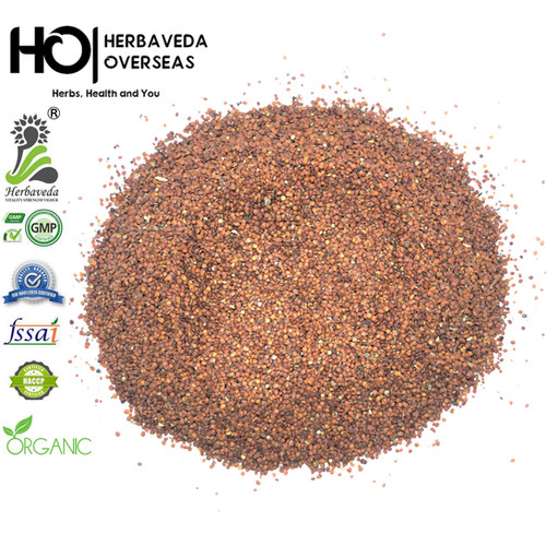 Mimosa pudica seeds or Lajwanti seeds or Chui Mui or Humble Plant seeds ...