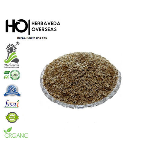 Kahu - Compass Plant | HERBAVEDA OVERSEAS