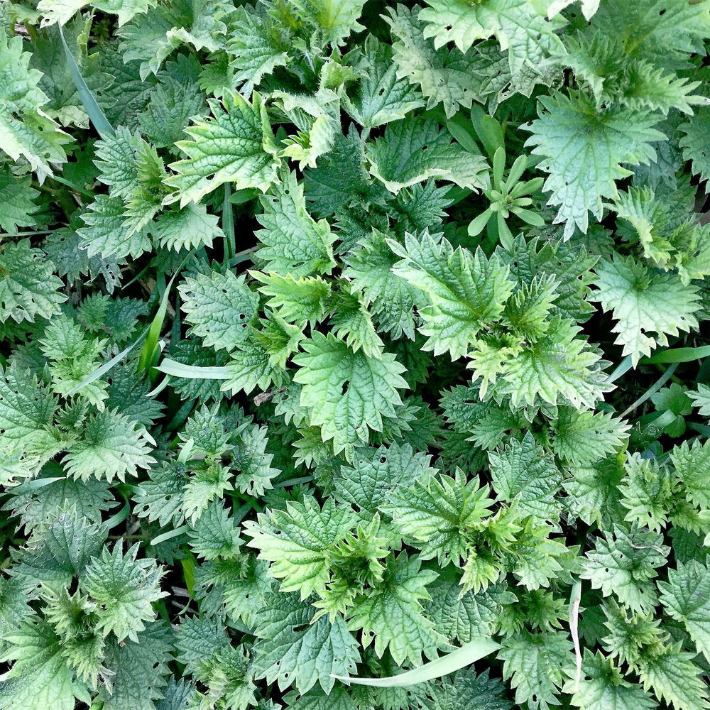 Nettles