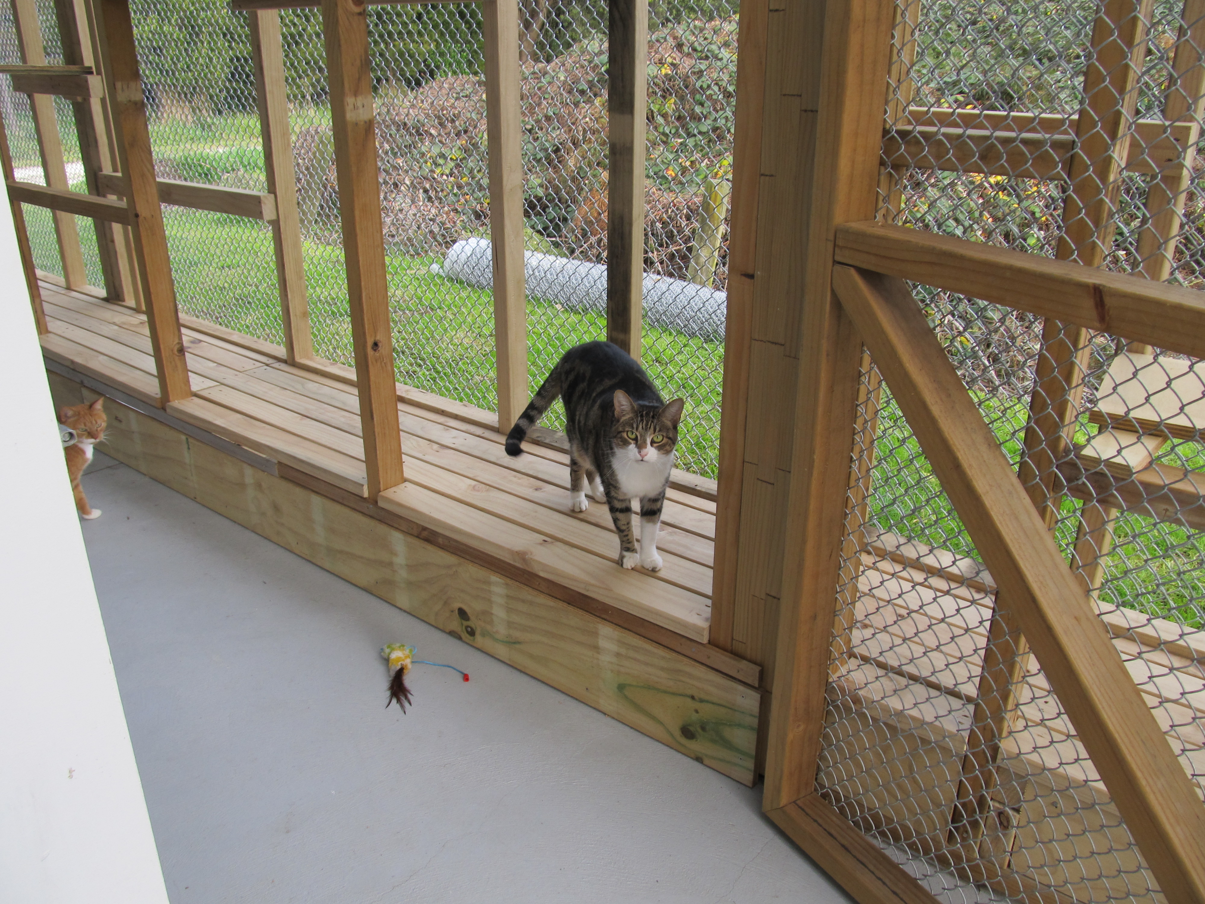 Gallery | Boarding Cattery | Raumati | Miss Lily's Cattery