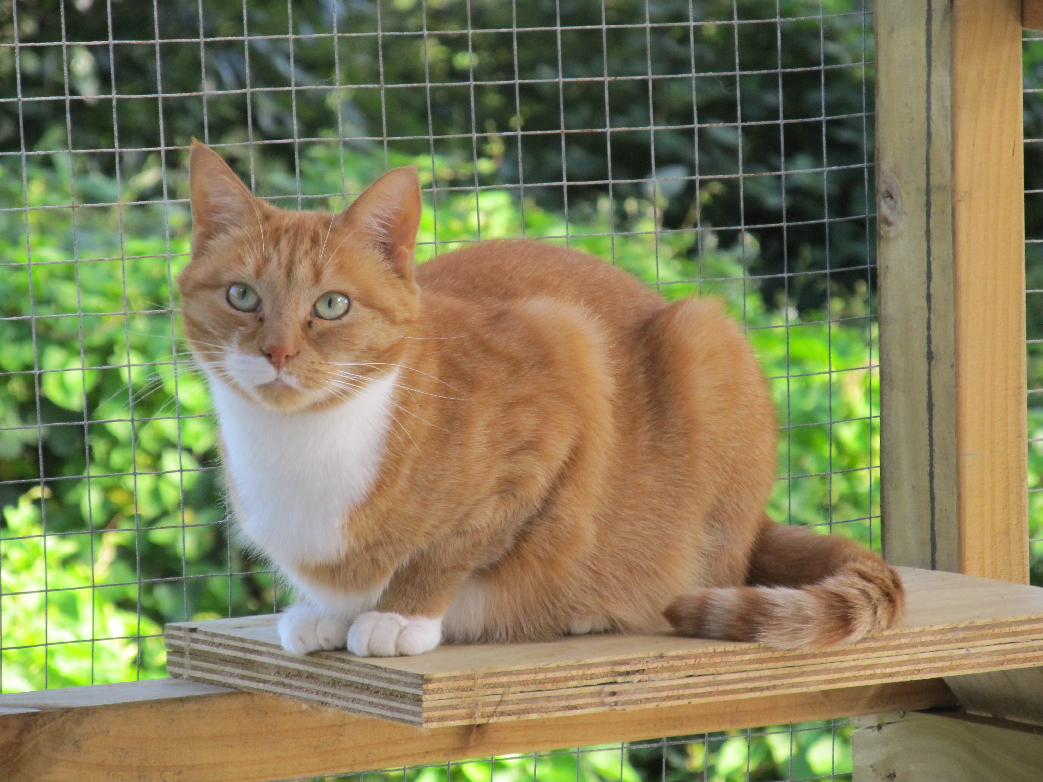 Gallery | Boarding Cattery | Raumati | Miss Lily's Cattery