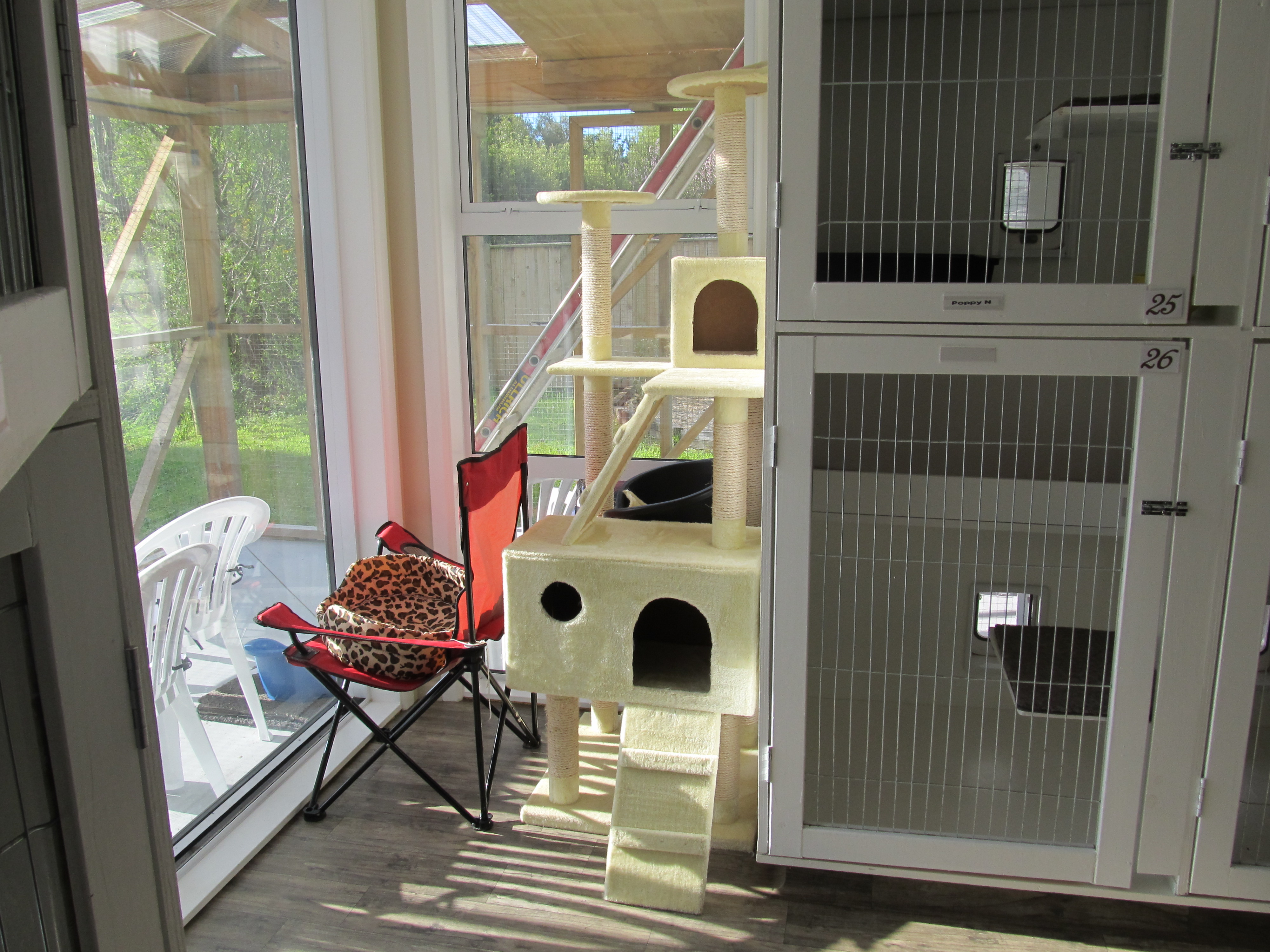 Gallery | Boarding Cattery | Raumati | Miss Lily's Cattery