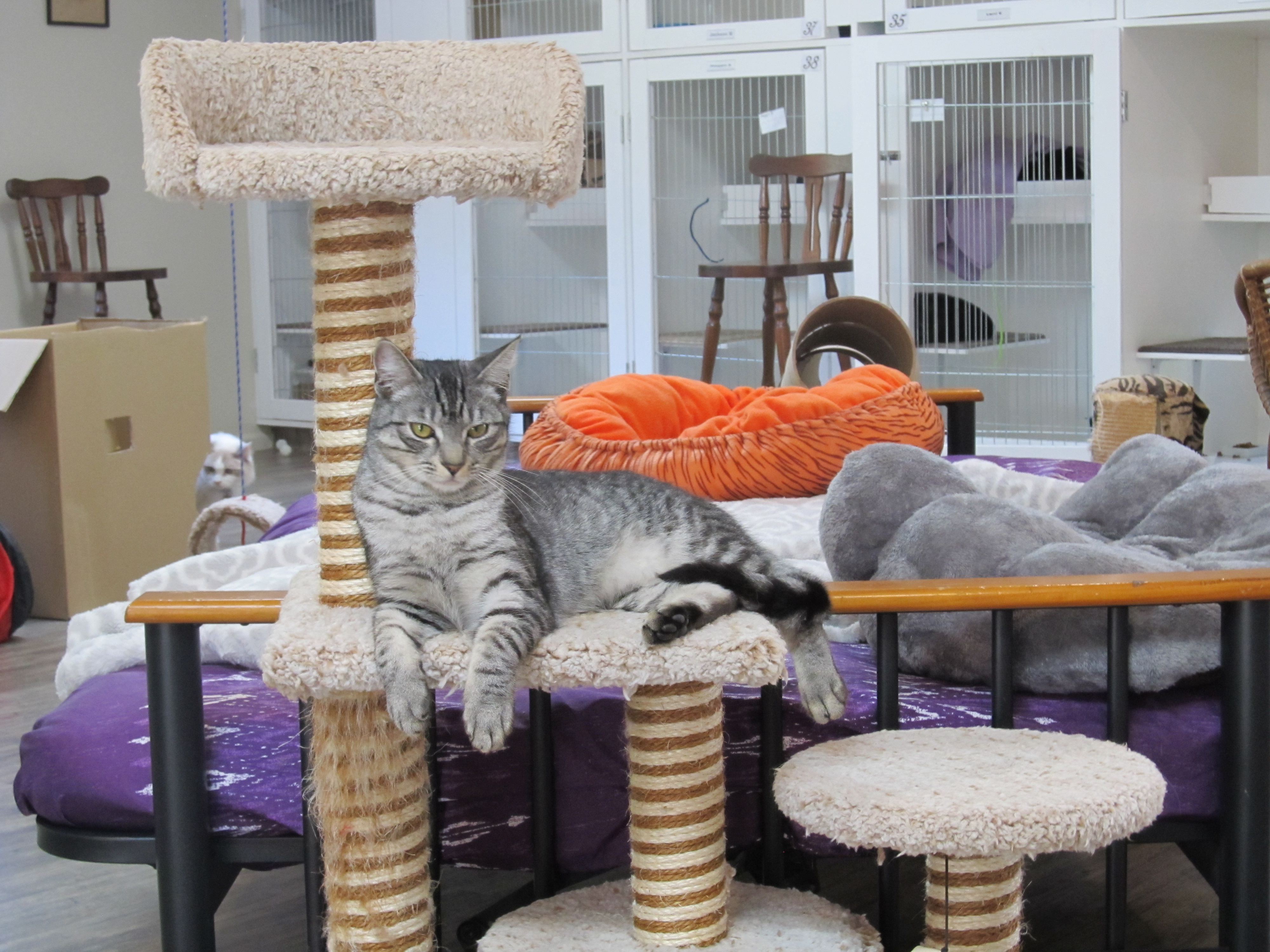 Gallery | Boarding Cattery | Raumati | Miss Lily's Cattery