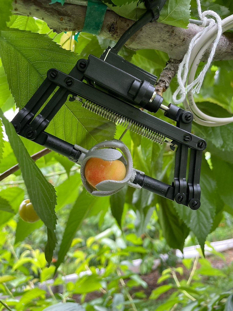 How to win the cherry race with Phytech's decision support tools