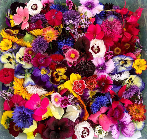 Microgreens Combo Pack Subscriptions | Sprout House Farms