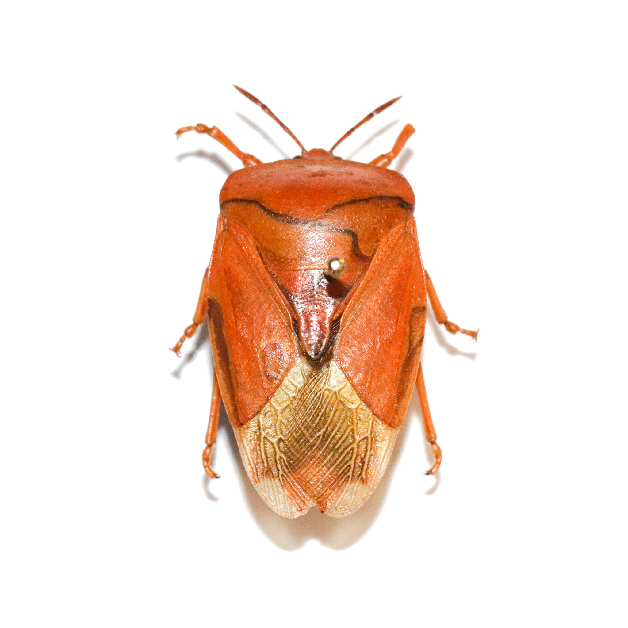 半翅目 Heteroptera (Suborder of Hemiptera) | HKBM