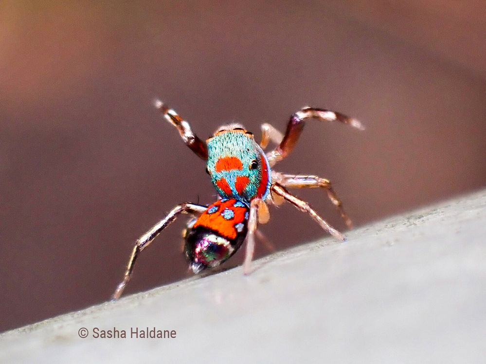 JUMPING SPIDERS: the SILER genus