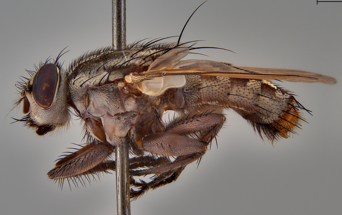雙翅目 Diptera | HKBM