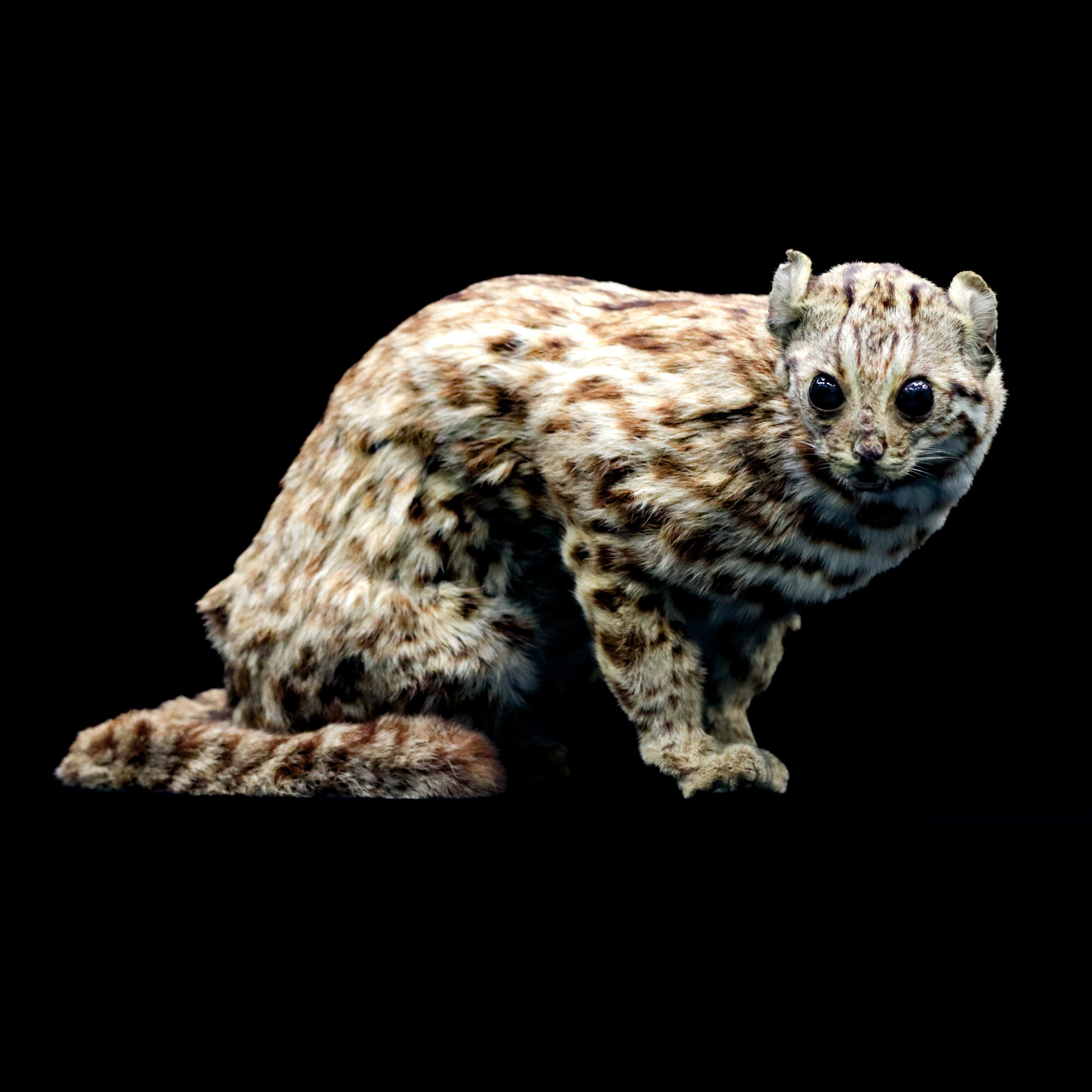 貓科 Felidae (Sub-family of Carnivora) | HKBM