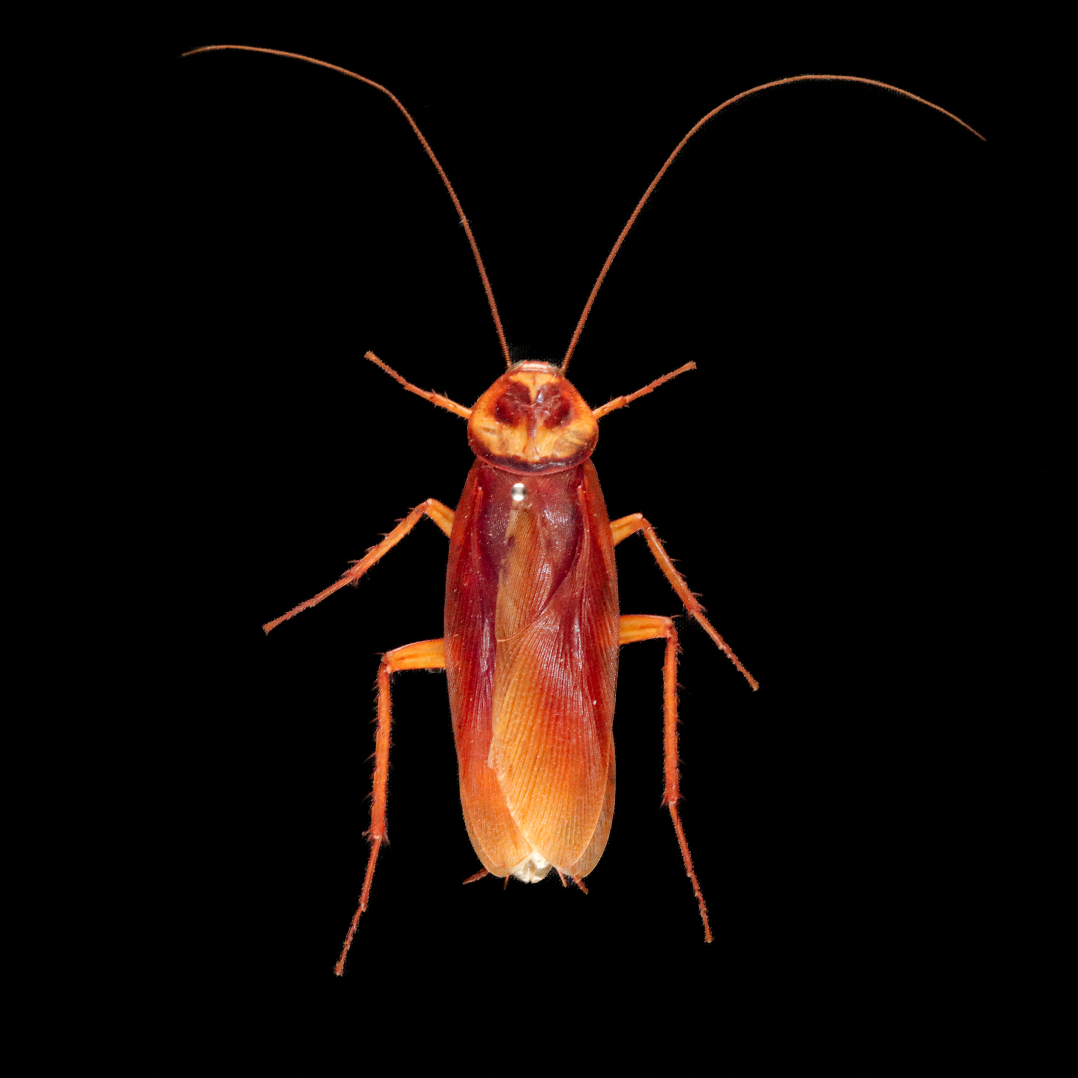 蜚蠊目 Blattodea | HKBM