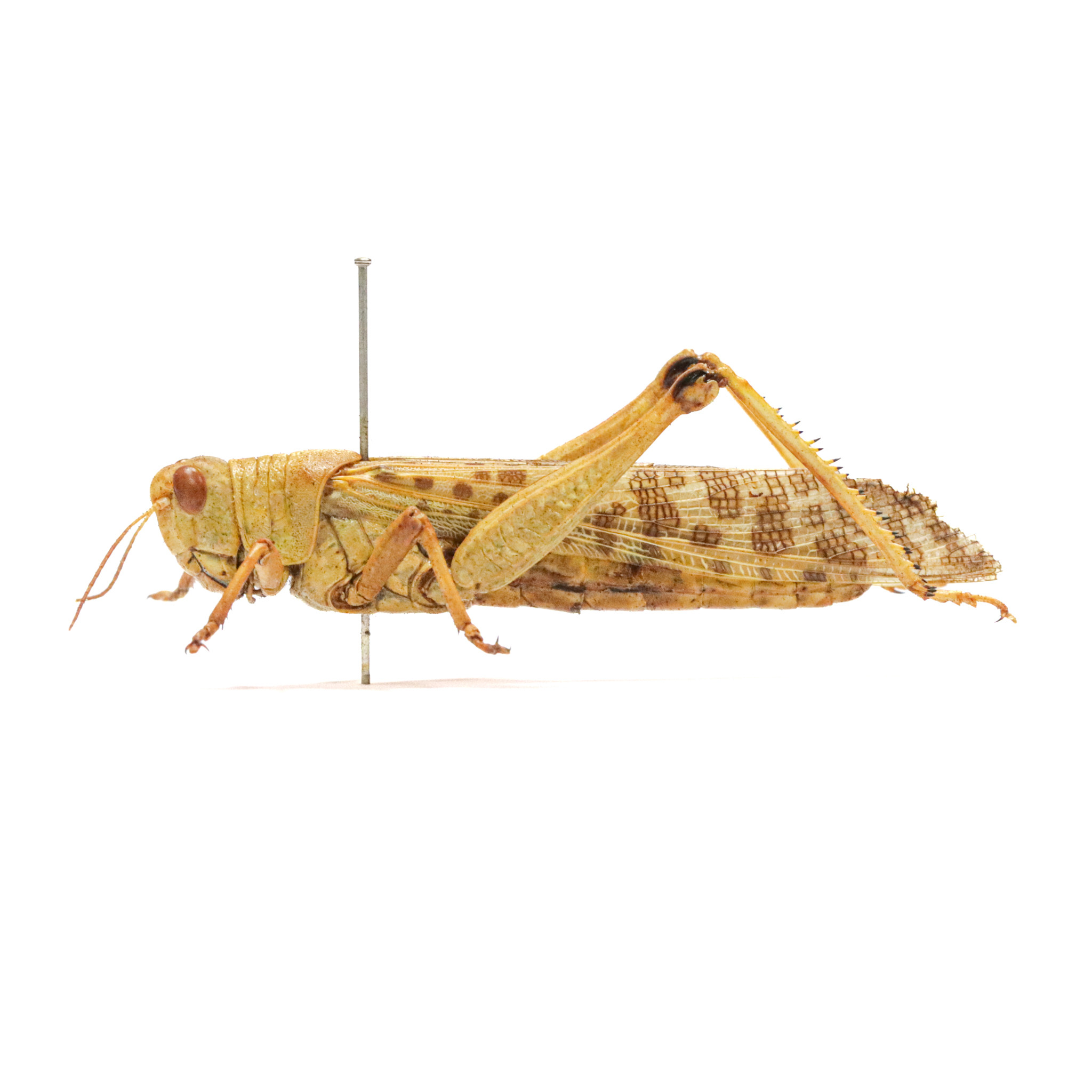 劍尾亞目 Ensifera (Suborder of Orthoptera) | HKBM