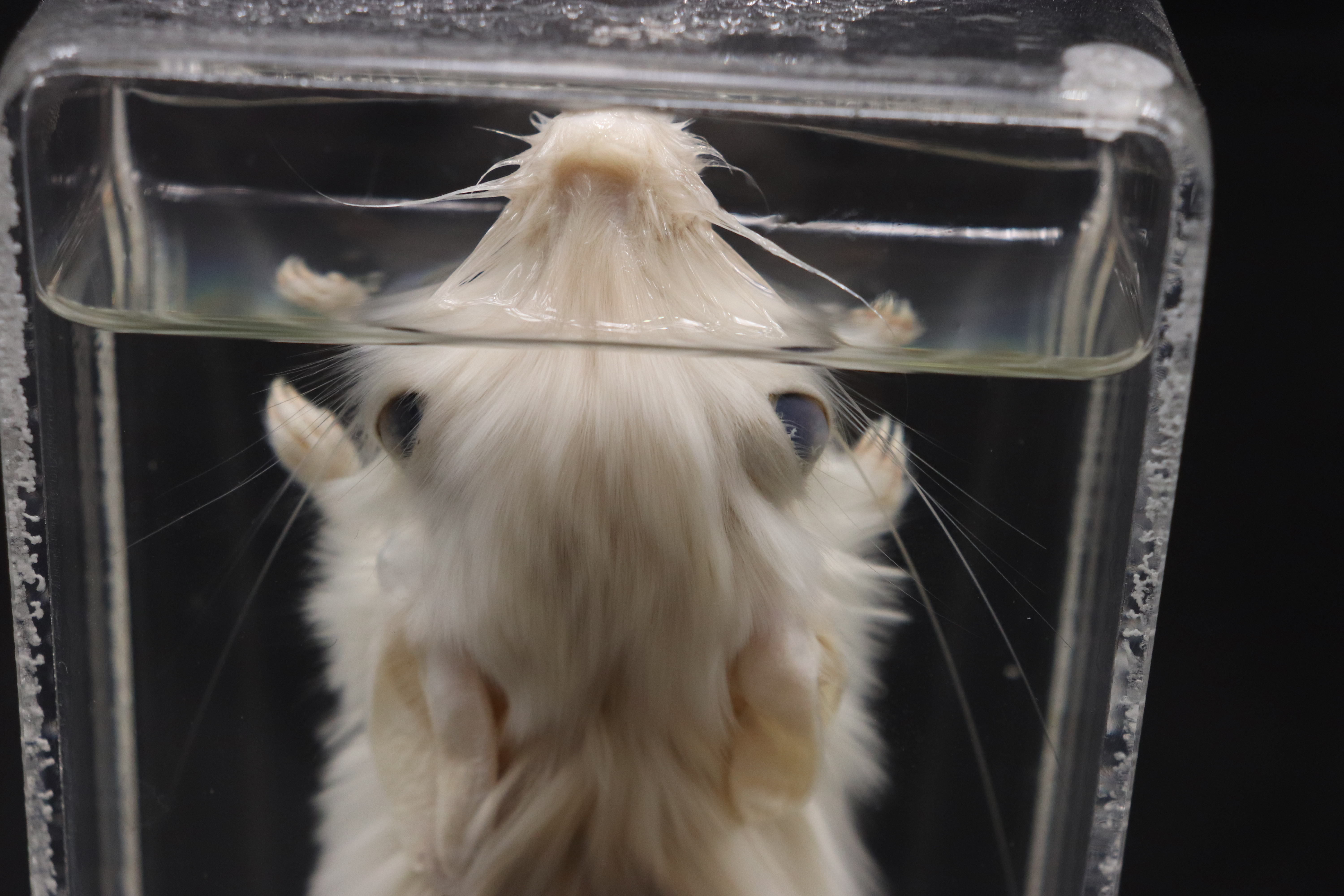 跳鼠總科 Dipodidae (Sub-family of Rodentia) | HKBM