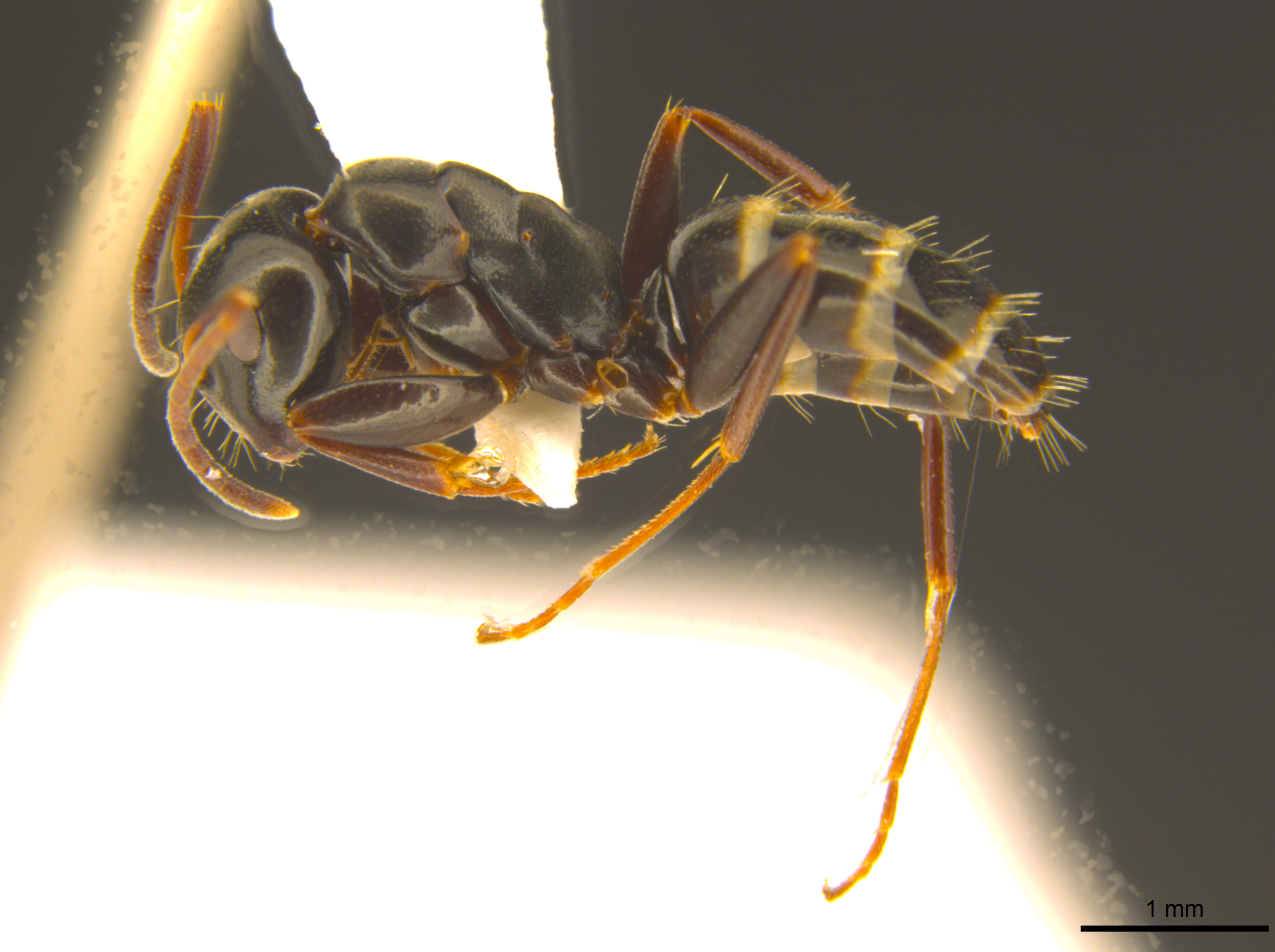 細腰亞目 Apocrita (Suborder of Hymenoptera) | HKBM