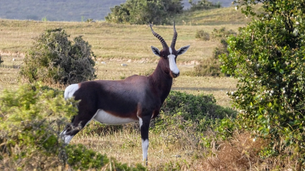 牛科 Bovidae (Sub-family of Artiodactyla) | HKBM