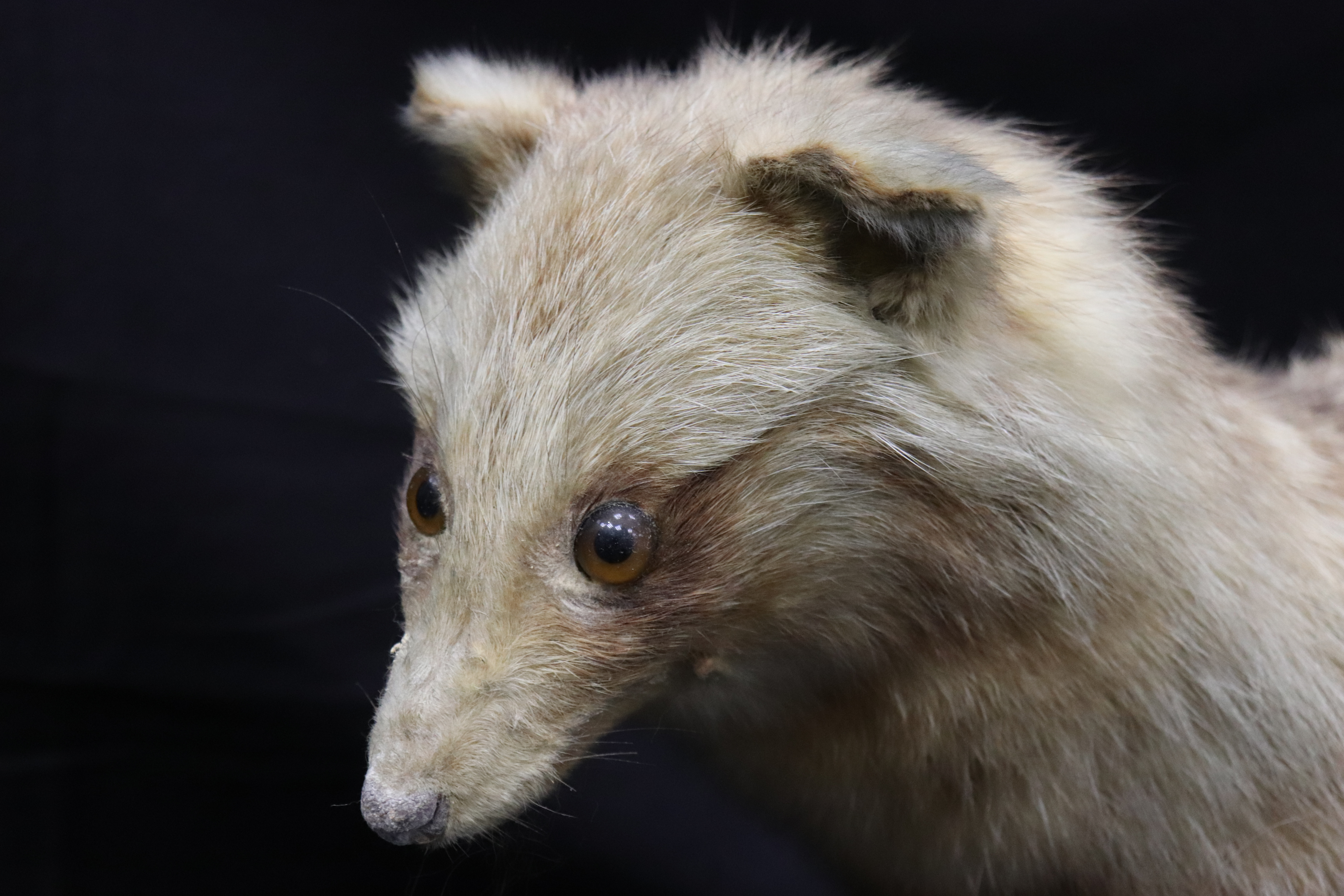 犬科 Canidae (Sub-family of Carnivora) | HKBM