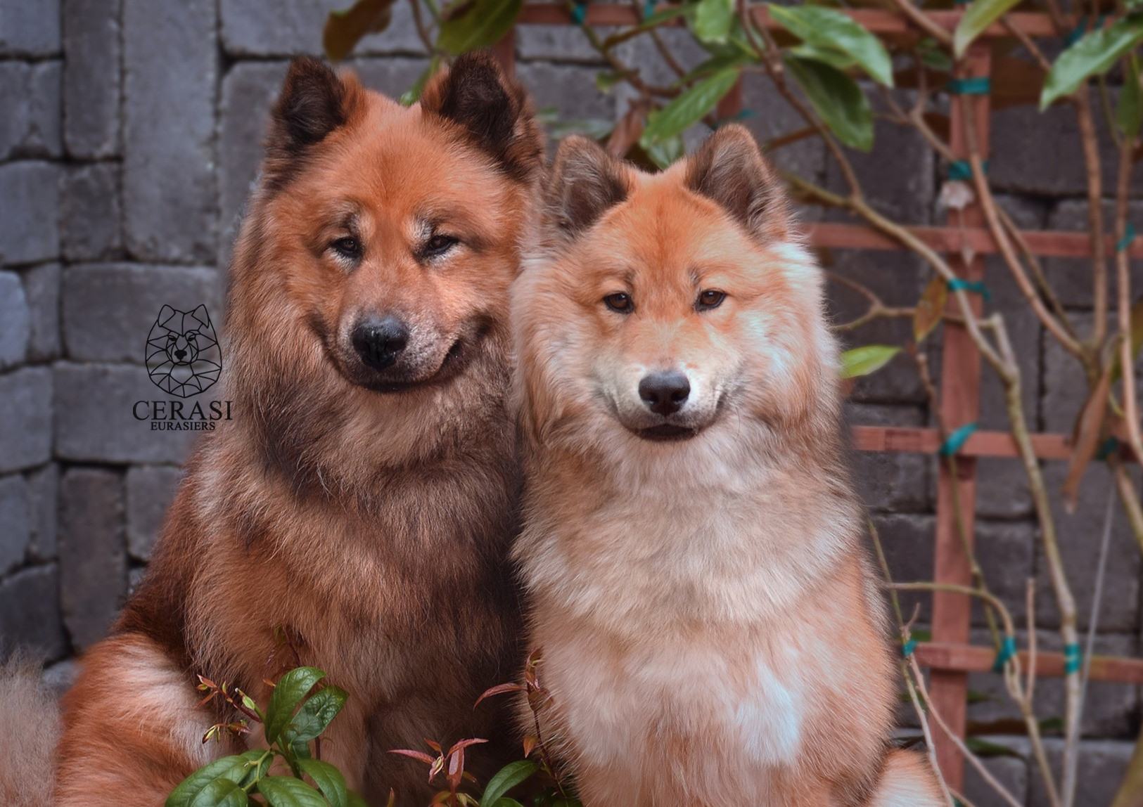 EURASIER BREED STANDARD Cerasi Eurasiers eurasier-breed-standard-cerasi-eurasiers